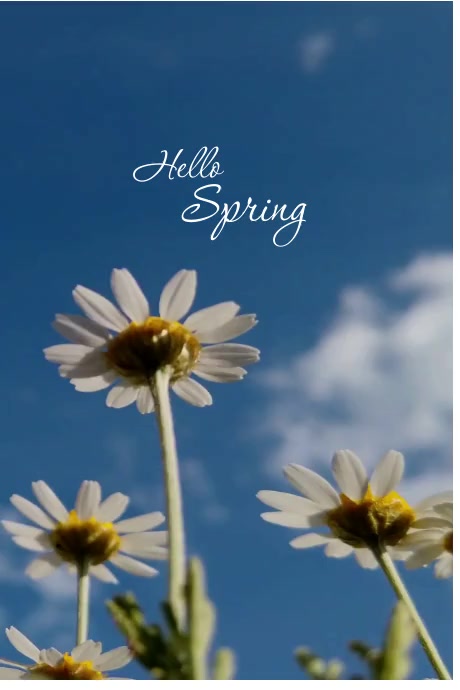 Copy of Hello Spring | PosterMyWall
