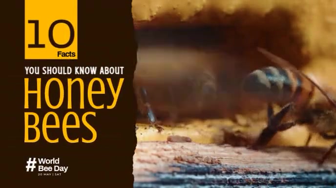 Honey Bee Facts Display Template | PosterMyWall