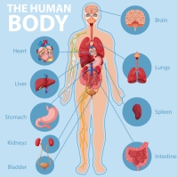 Human body information poster Template | PosterMyWall