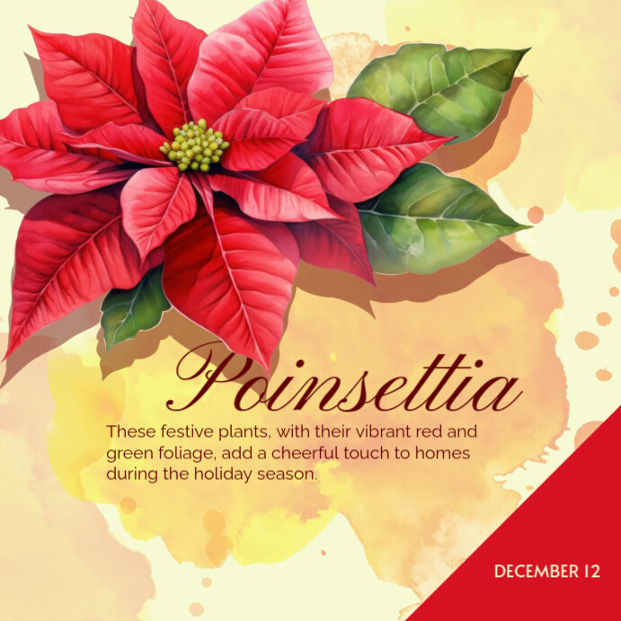Illustrative National Poinsettia Day Instagram Post Templat | PosterMyWall