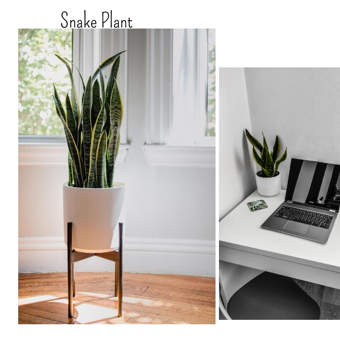 indoor plant Template | PosterMyWall