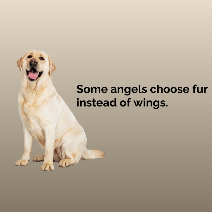 Instagram post about dogs Template | PosterMyWall