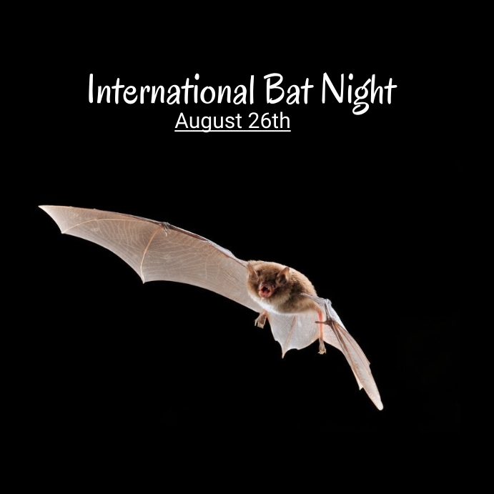 international bat night Template | PosterMyWall