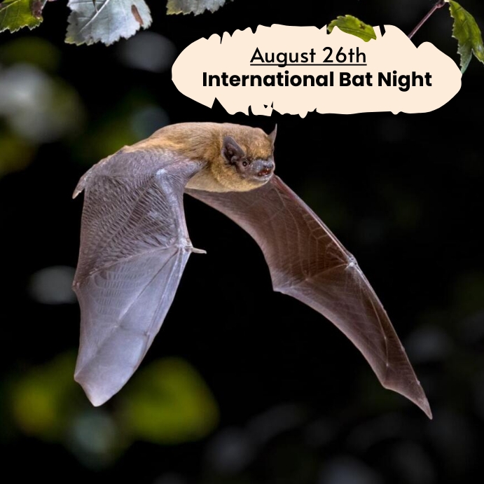 international bat night Template | PosterMyWall