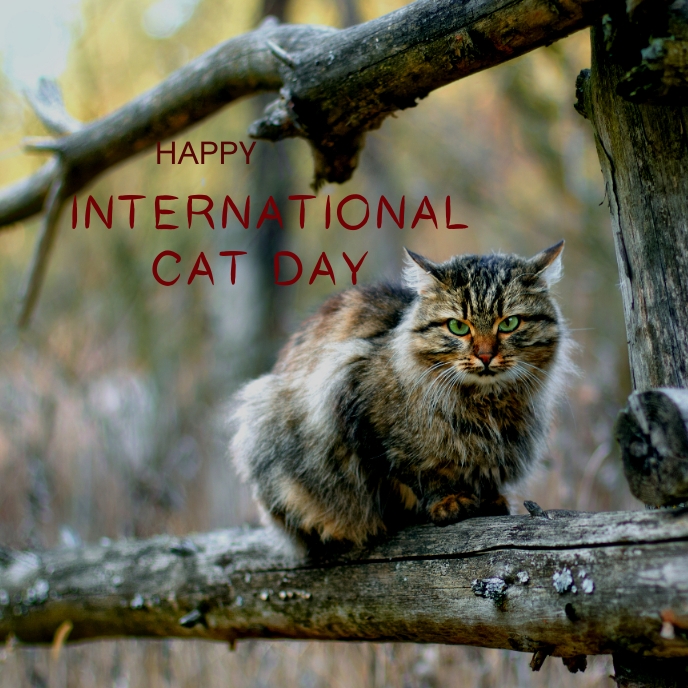 Copy of INTERNATIONAL CAT DAY (10) | PosterMyWall