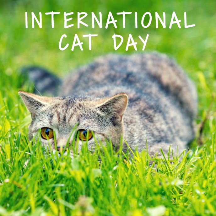 Copy of INTERNATIONAL CAT DAY (19) | PosterMyWall