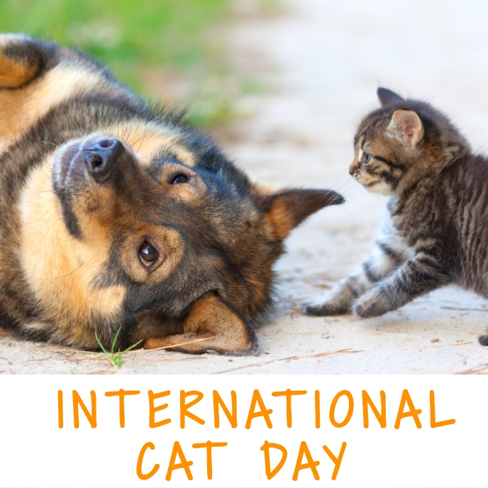 INTERNATIONAL CAT DAY (22) Template | PosterMyWall