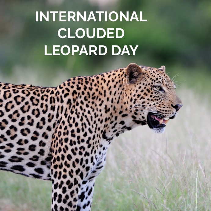 INTERNATIONAL CLOUDED LEOPARD DAY Template | PosterMyWall