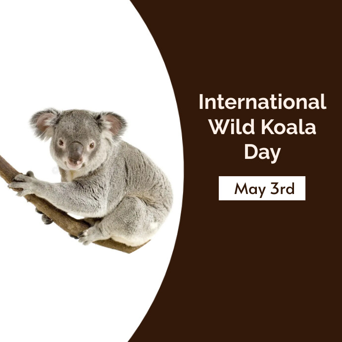 international wild koala day Template | PosterMyWall