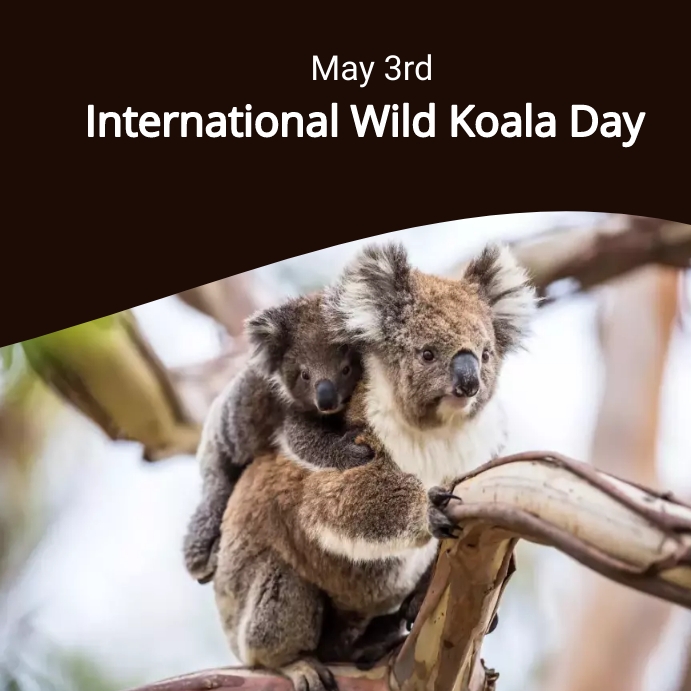 Plantilla de international wild koala day | PosterMyWall