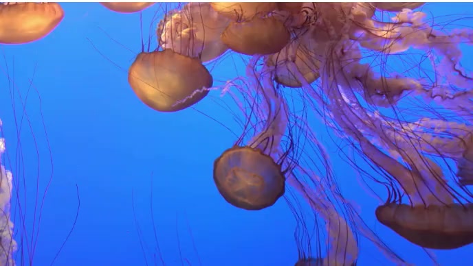 Copy of jali fish | PosterMyWall