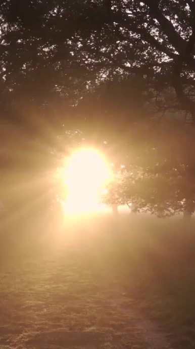 trees forest tik tok background video Template | PosterMyWall
