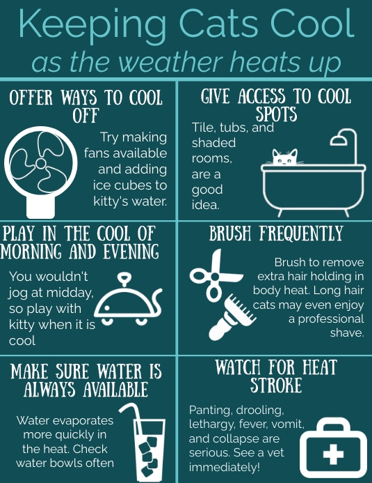 Keeping Cats Cool Template | PosterMyWall