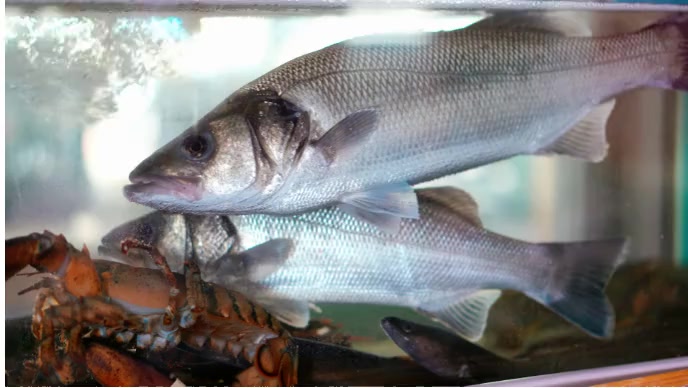 Copy of KIN FISH | PosterMyWall