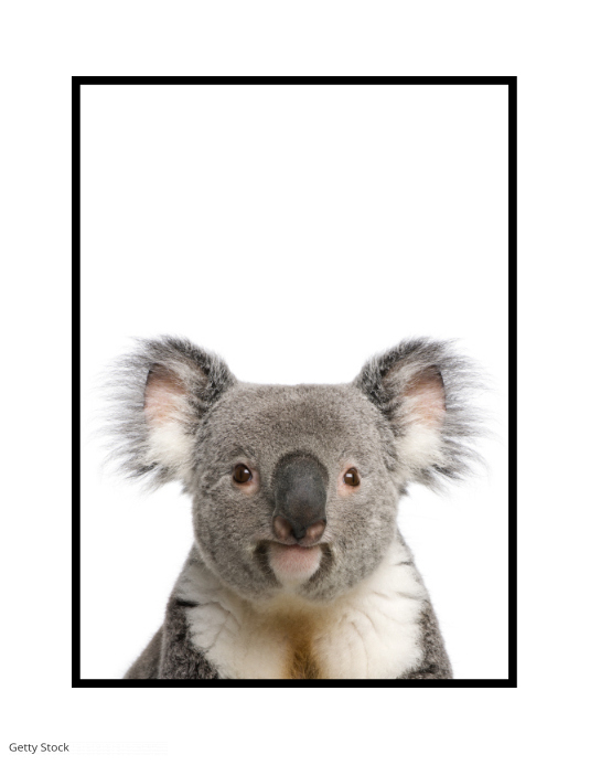 Koala poster Template | PosterMyWall