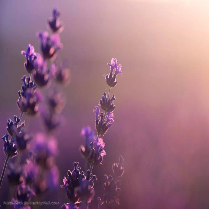 Copy of Lavender background design flyer | PosterMyWall