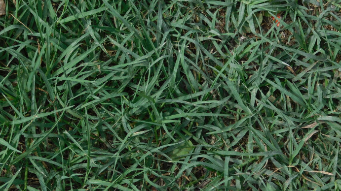 Lawn texture Template | PosterMyWall