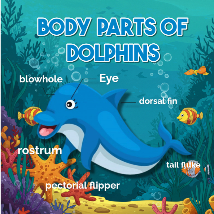 Learn Body Parts Of Dolphins Template | PosterMyWall