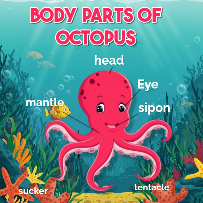 Learn Body Parts Of Octopus Template | PosterMyWall