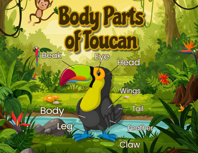 Learn The Parts Of Toucan Template | PosterMyWall