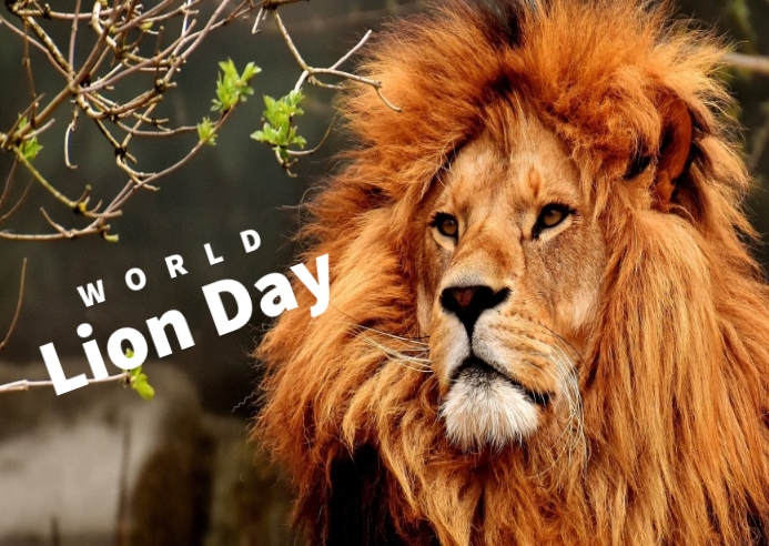 Lion day Template | PosterMyWall