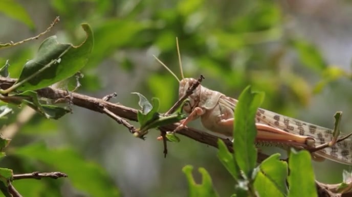 Locust Template | PosterMyWall