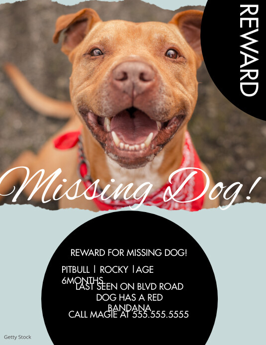 Copy of Lost Dog Missing Dog Flyer | PosterMyWall