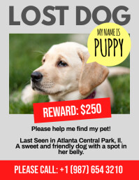 Lost Pet Template | PosterMyWall