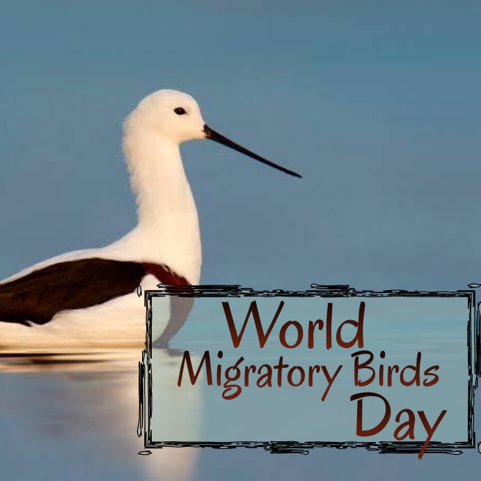Migratory birds Day Template | PosterMyWall