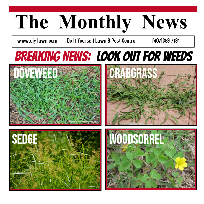 Monthly News Paper Add | PosterMyWall