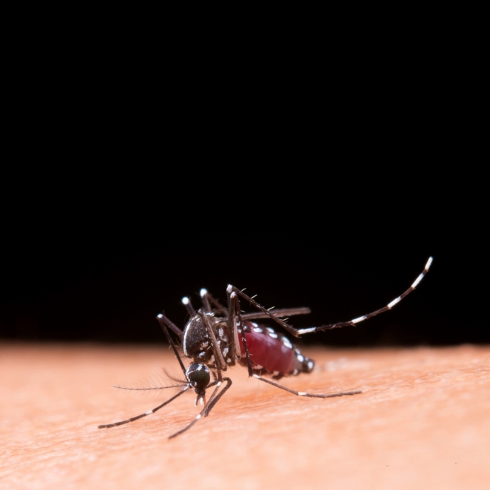 Copy of Mosquito design template | PosterMyWall