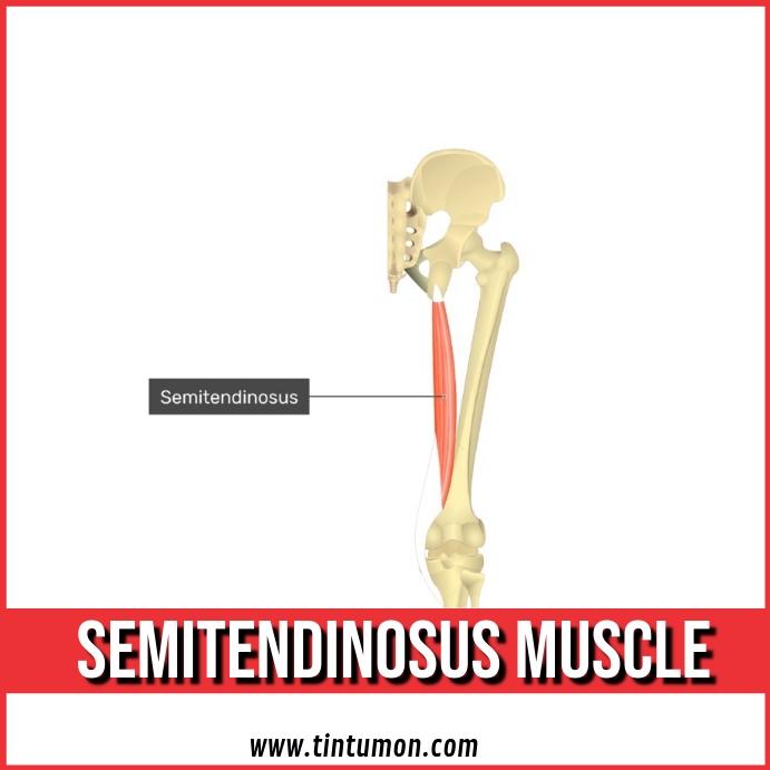 Muscle Template | PosterMyWall