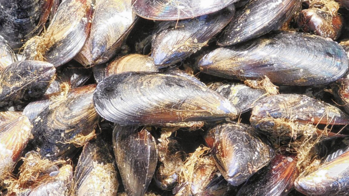 Mussel texture Template | PosterMyWall