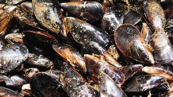 Mussel texture Template | PosterMyWall