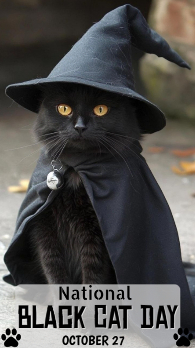 National Black Cat Day Poster Instagram Story Template | PosterMyWall