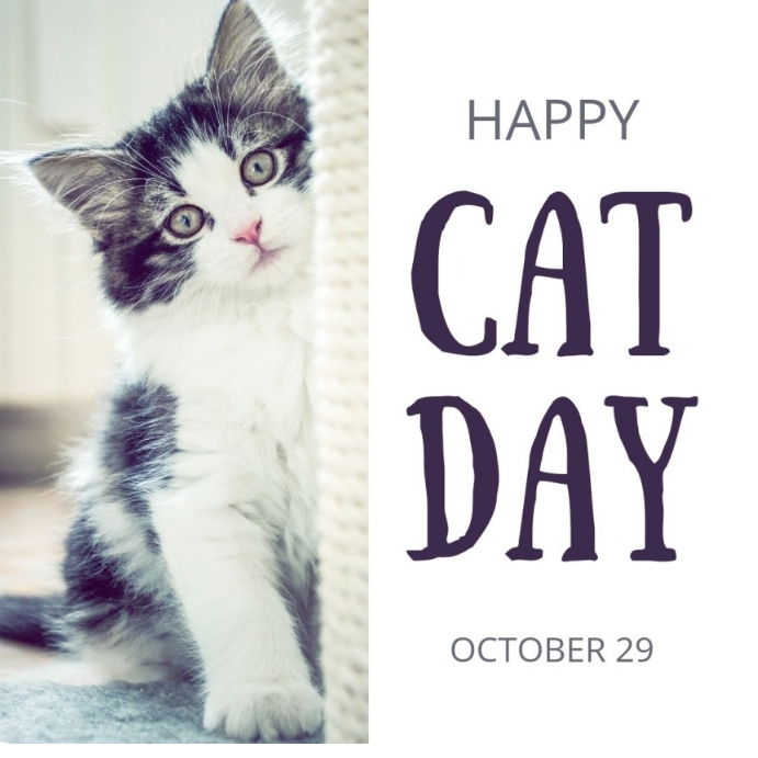 national cat day Template | PosterMyWall