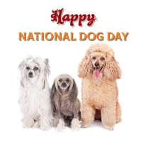 national dog day Template | PosterMyWall