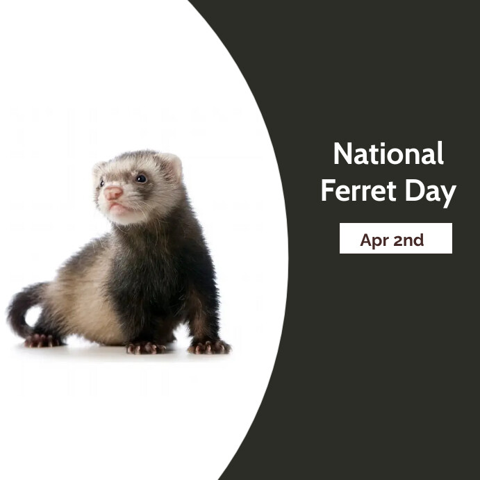 Copy of national ferret day | PosterMyWall