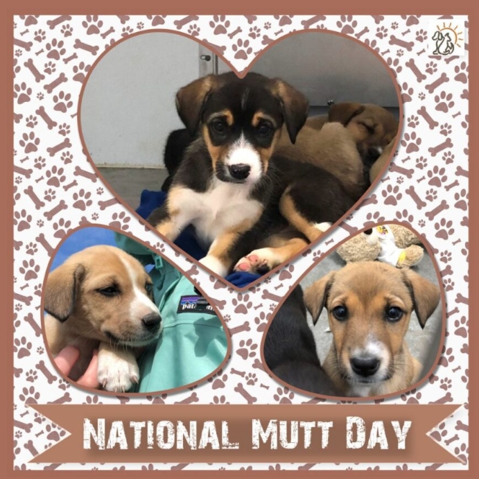 national mutt day Template | PosterMyWall