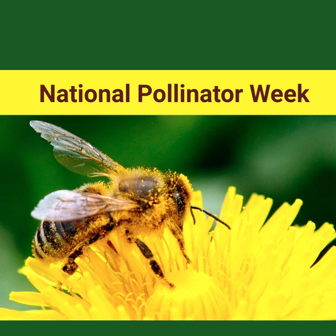 national pollinator week Template | PosterMyWall