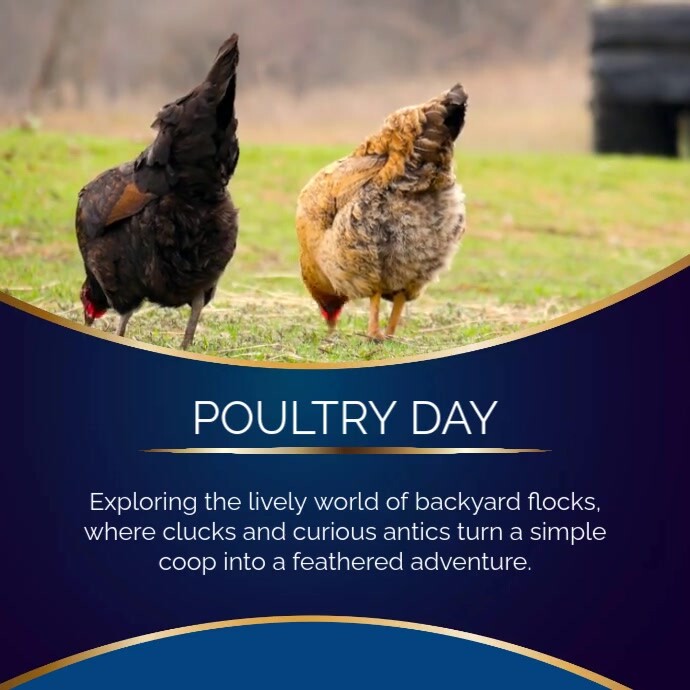 National Poultry Day Instagram Video Post Template | PosterMyWall