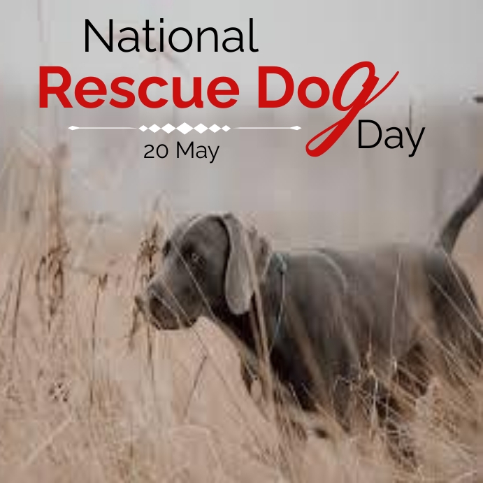 National Rescue Dod day instagram post Template | PosterMyWall