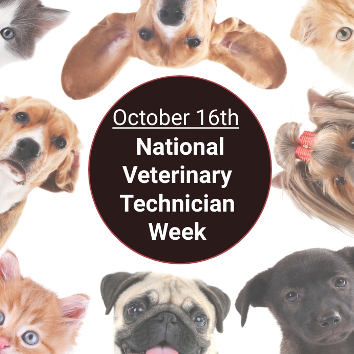national veterinary technician week Template | PosterMyWall