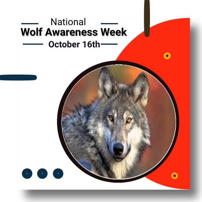 national wolf awareness week Template | PosterMyWall