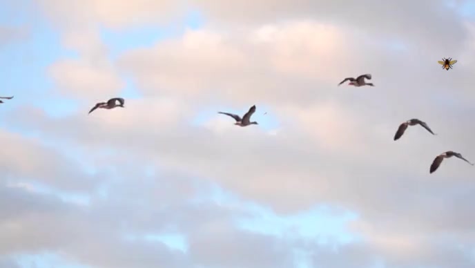 NATURAL CALAMITY Template | PosterMyWall