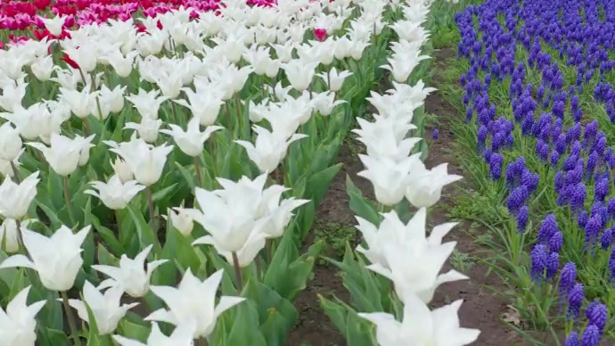 Netherlands dutch tulip flower farming Template | PosterMyWall