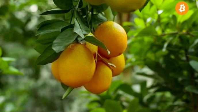 Copy of orange tree | PosterMyWall