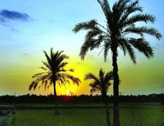 Palm tree background design template | PosterMyWall