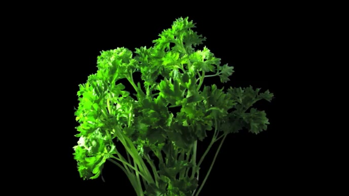 Copy of Parsley | PosterMyWall