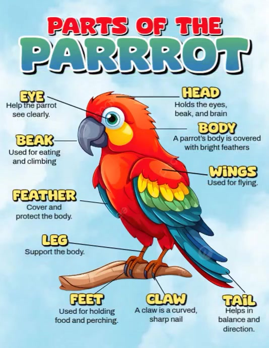 Parrot Body Parts Template | PosterMyWall